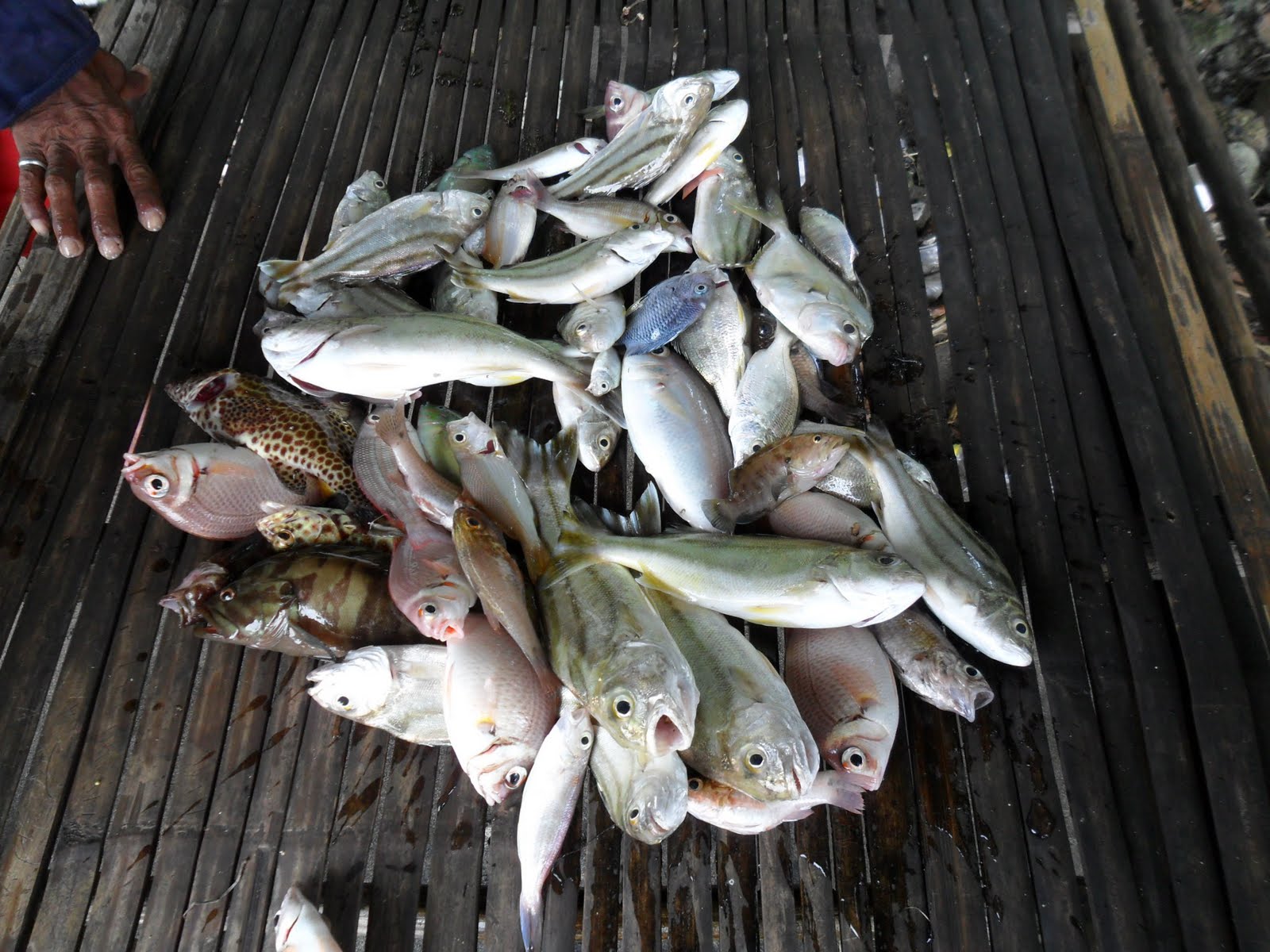 LES POISSONS ... RÉTRÉCISSENT