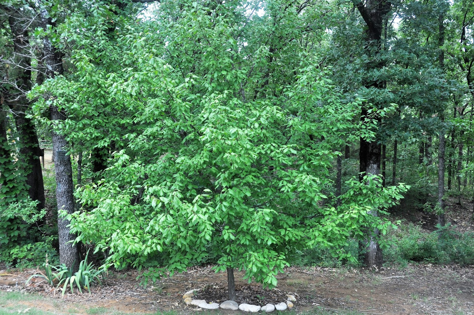 Friends of Hagerman National Wildlife Refuge: June Plant of the Month ...
