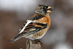 Canarios Marques: Tentilhão ( Fringilla Coelebs )