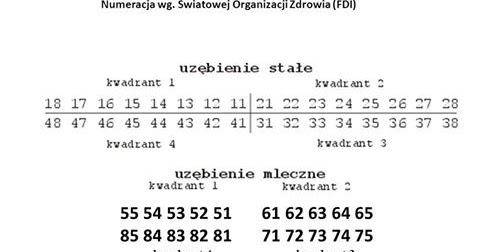 Stomatologia dla profesjonalistów: NUMERACJA ZĘBÓW