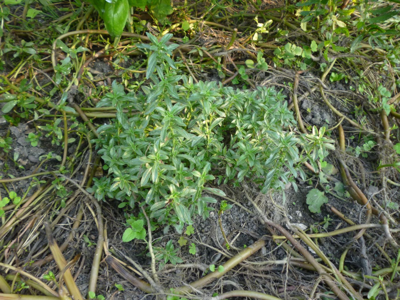 Seminte si plante de gradina hobby: Cimbru Peren-Thymus Vulgaris