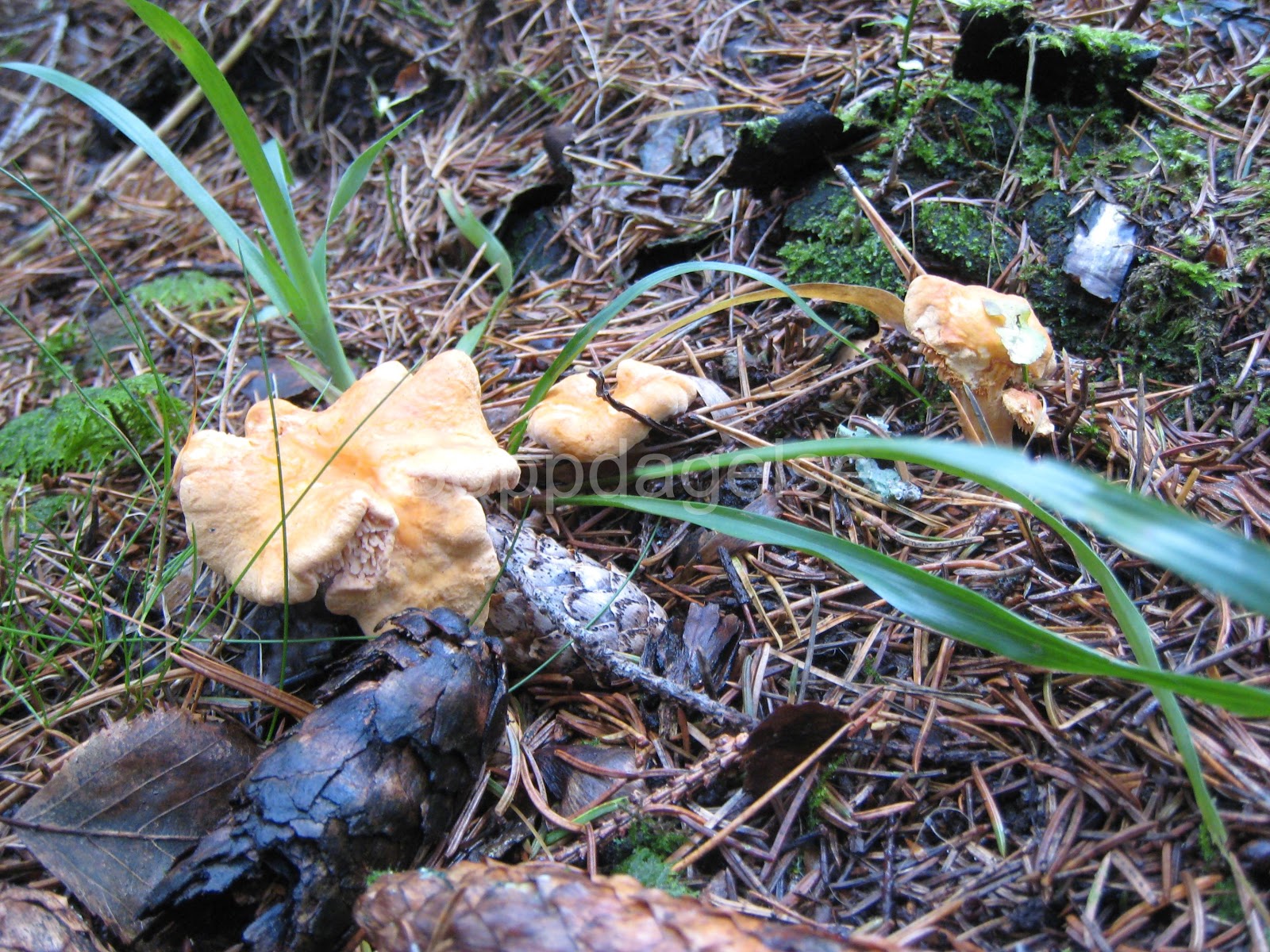 Fun with fungi: October 2011