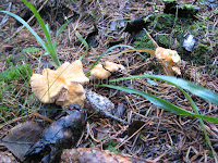 Fun with fungi: Sopp i granskog