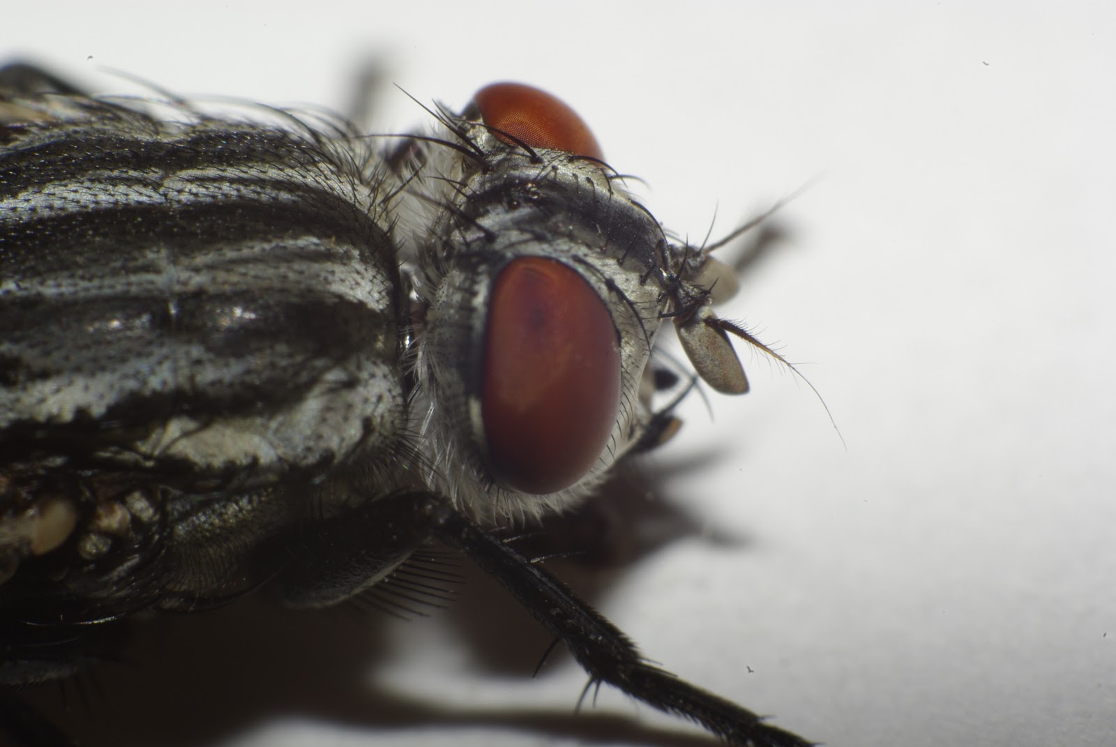 EL OJO DE SAUROOM: Macro de un moscón