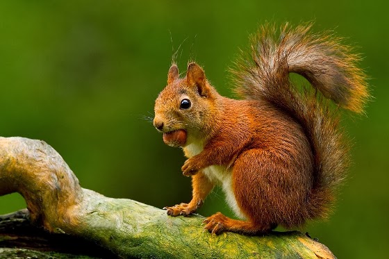 Forest Forestal: Ardilla común o roja