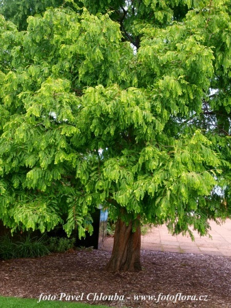 Pavel Chlouba: Rostliny z pravěku