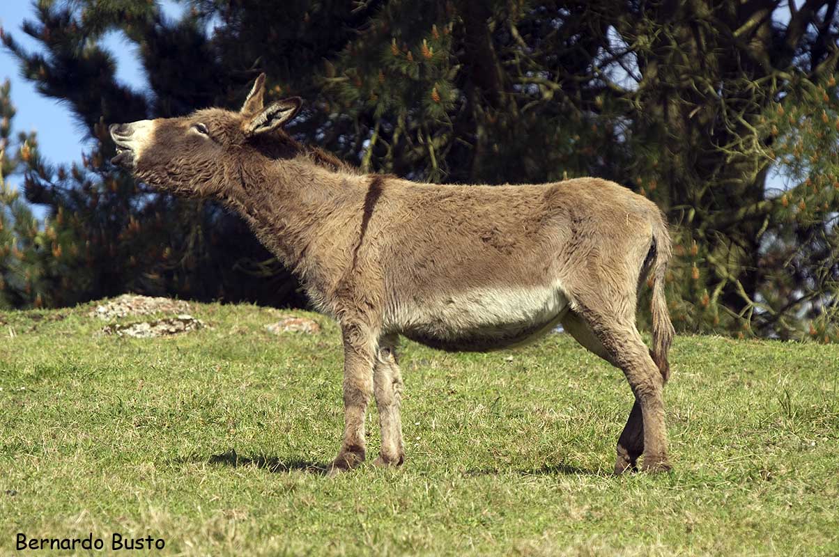 RÍA DE LA VILLA: Una de burros