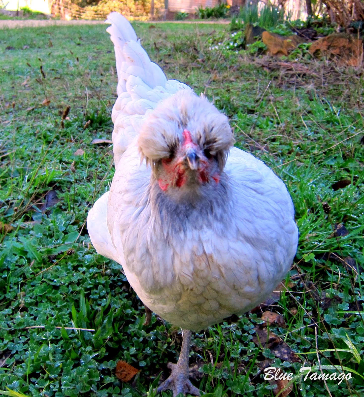 Giving your chicken a haircut - Special DumDum issue