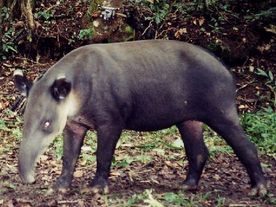 Baird's Tapir