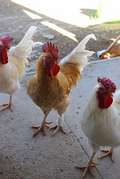 The Field Lab: chicken doctor