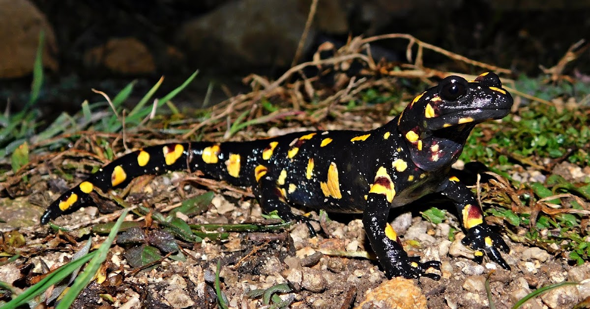 Sargantanes i Dragons: Salamandra salamandra - Salamandra comuna