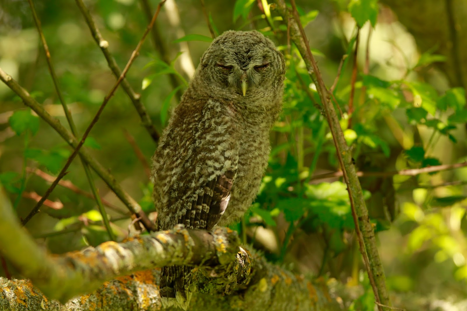 NATURAMETEO, majulada: Cárabo común ( strix aluco )