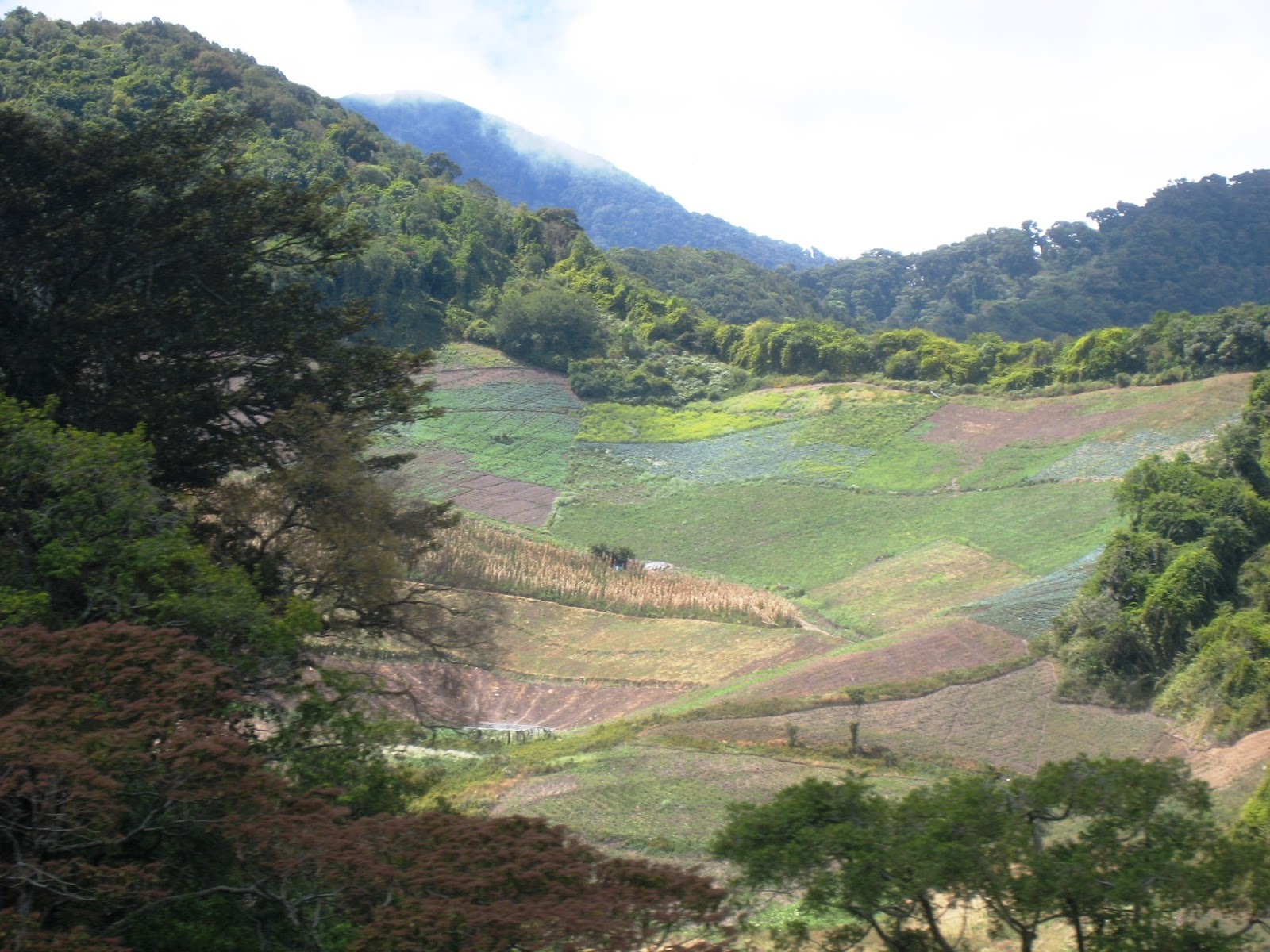 Adventures in Panama 2013: Visit to Cerro Punta
