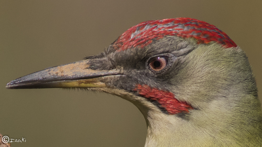 Nosoloaves - Aves del mundo (Birds of the world): Sin lugar a dudas ...