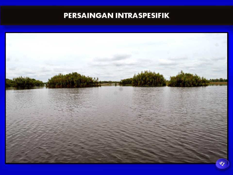 Ekositem Rawa Air Tawar: EKOSISTEM RAWA AIR TAWAR.PPT