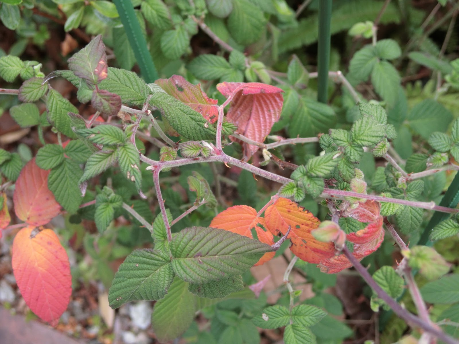 K-ichi's memo: 2017-02