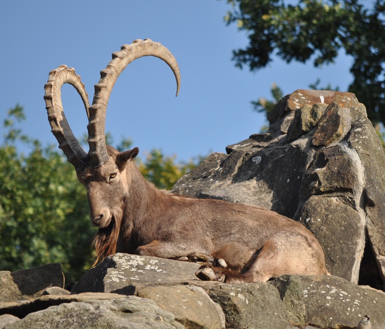 ZOOTOGRAFIANDO (6.100 ANIMALS): ÍBICE SIBERIANO / SIBERIAN IBEX (Capra ...
