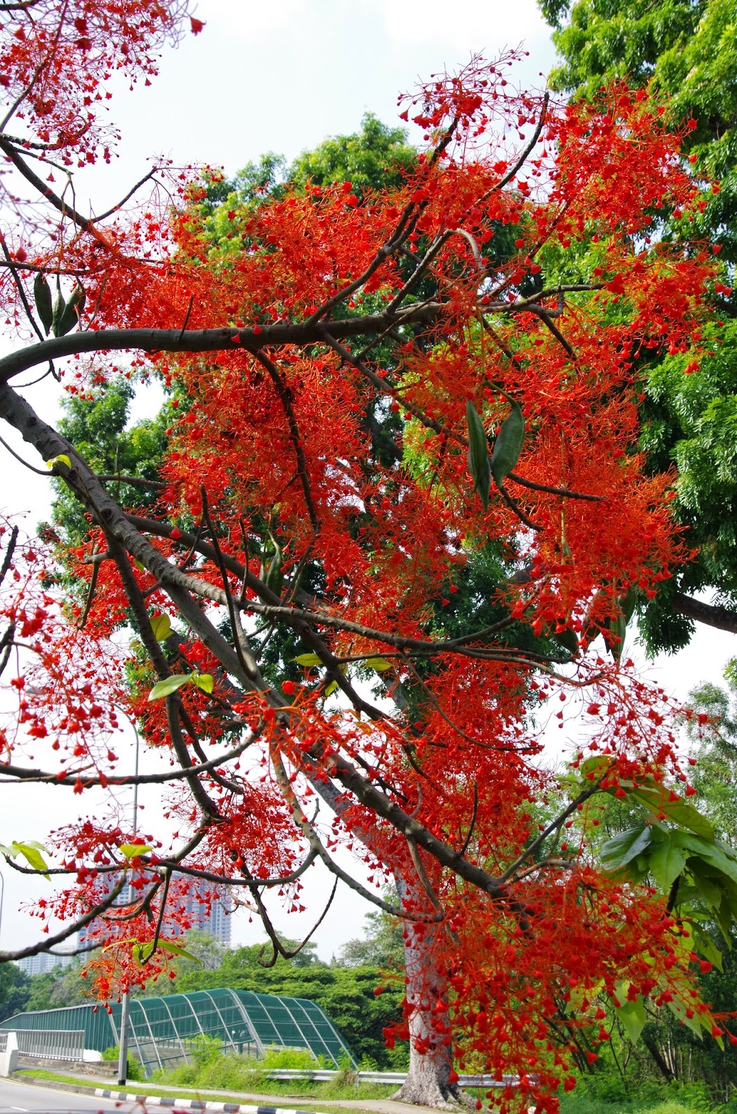 Trees and Plants: Illawarra Flame Tree