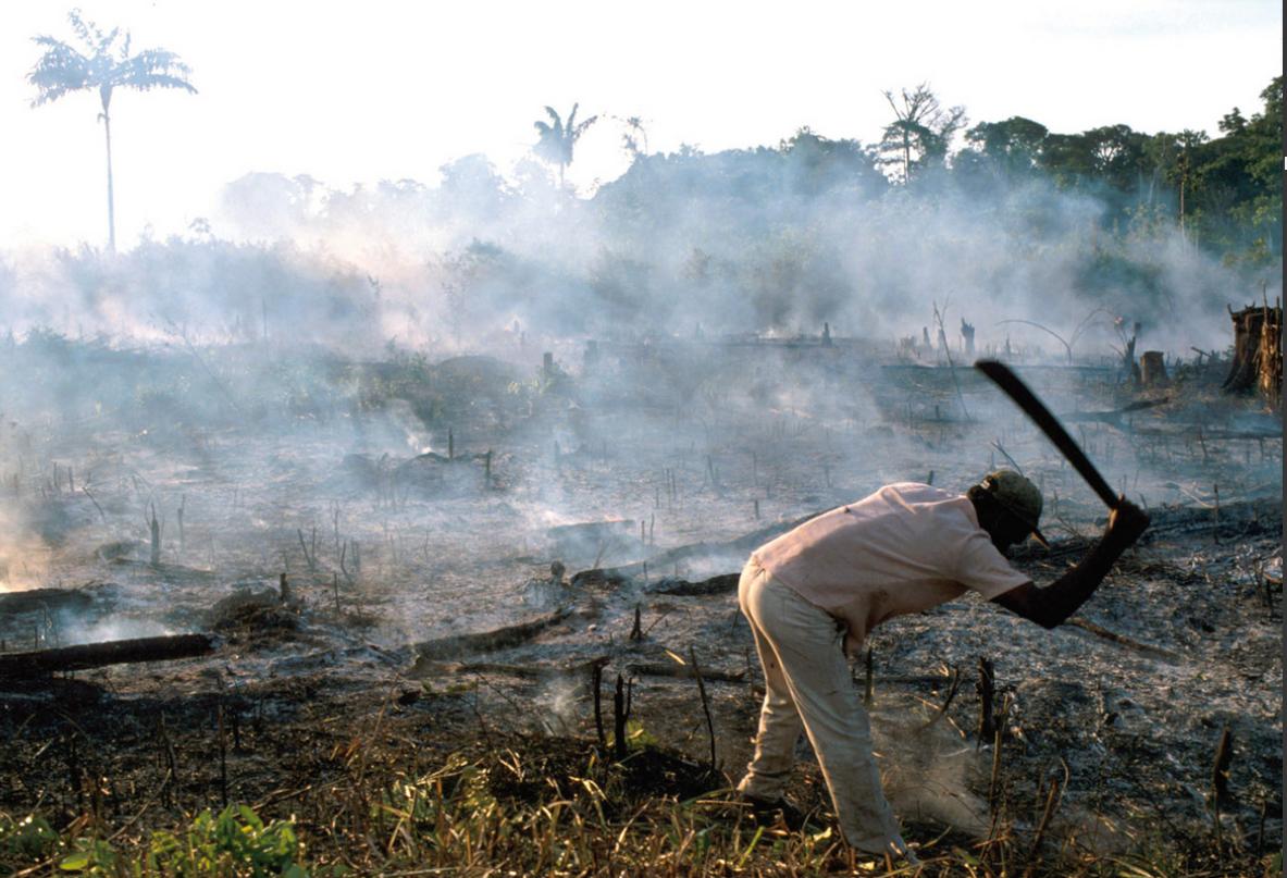 histoire géographie au collège: 5em. La culture en brûlis au Brésil