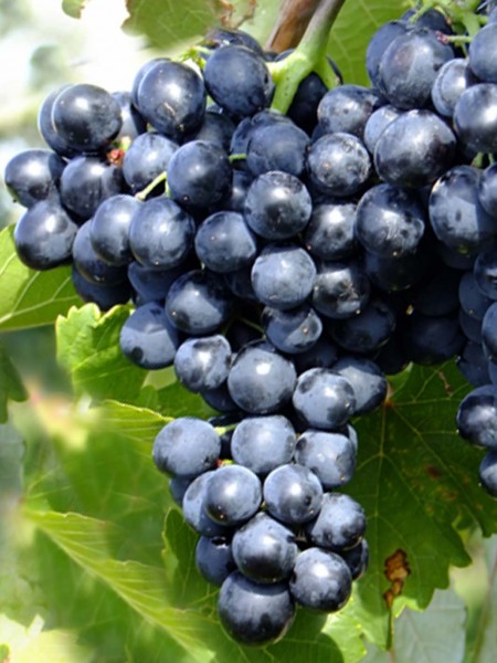 Table Grape: Moldova