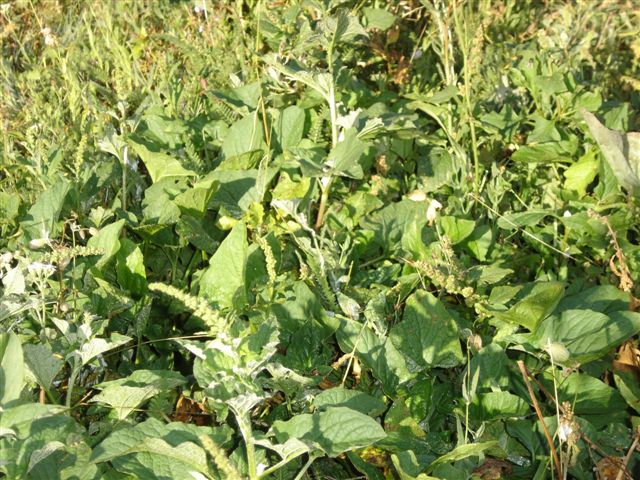 Cappadocia (AQ), tradizioni e natura: Gli Orapi