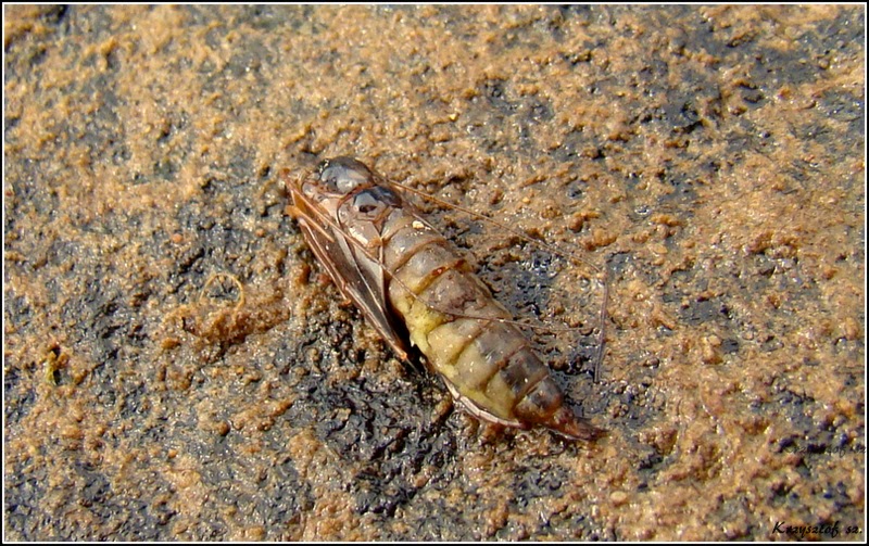 Irish fly fishing passion: Hydropsychidae Pupa-nymph