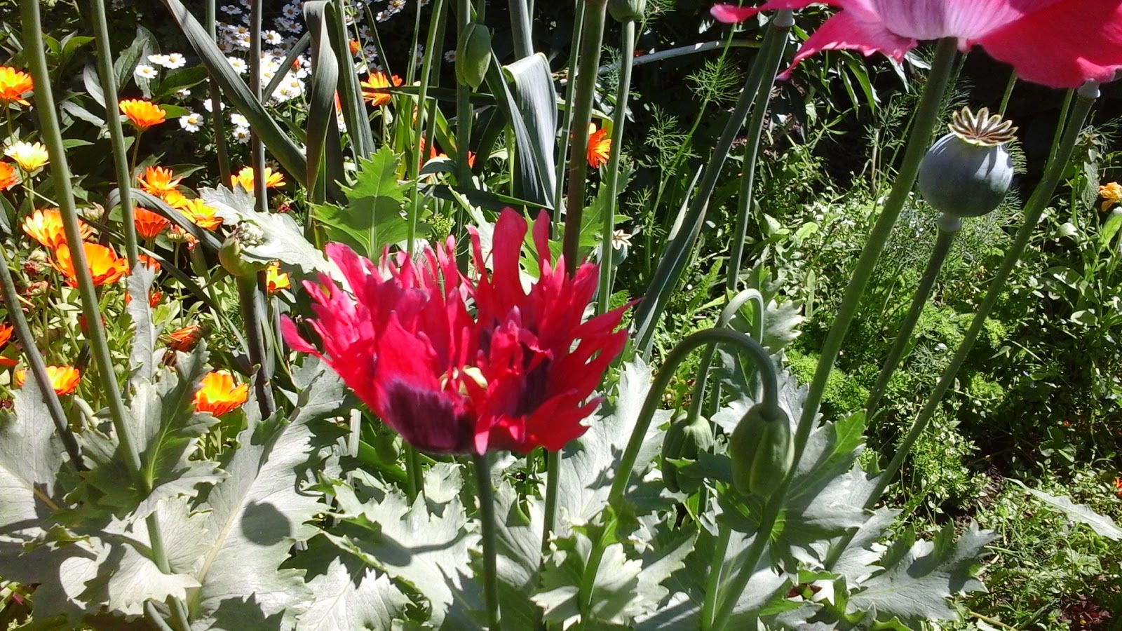 Manni tegemised: Taimed ja seemned