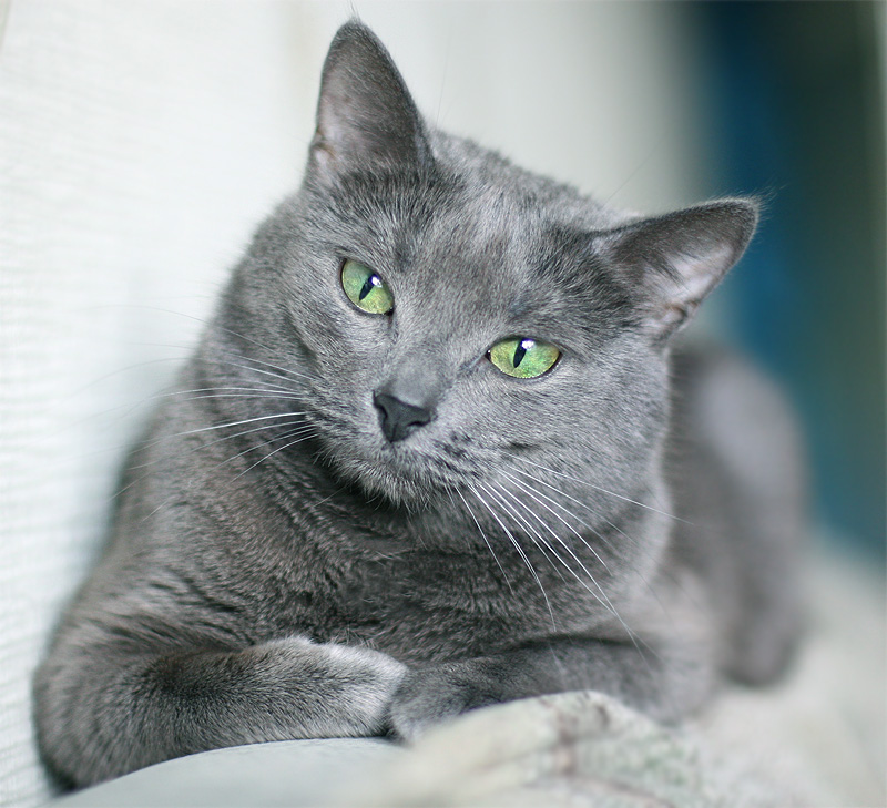 Bukan Sekadar Kucing Mengiau: kucing~(7) Russian Blue