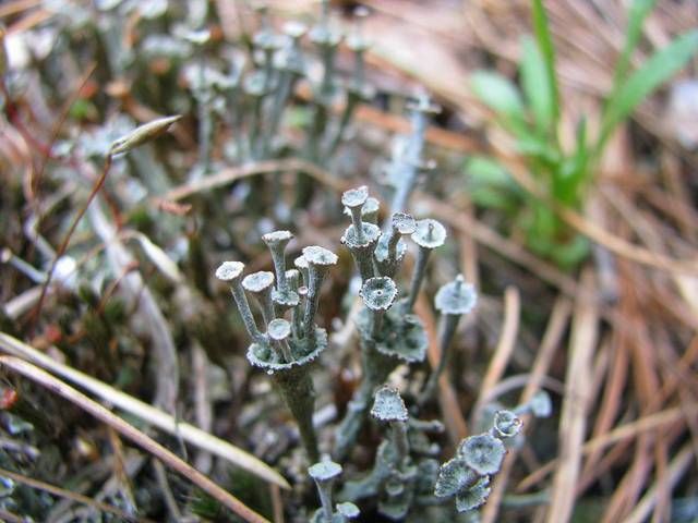 Real Monstrosities: Ladder Lichen