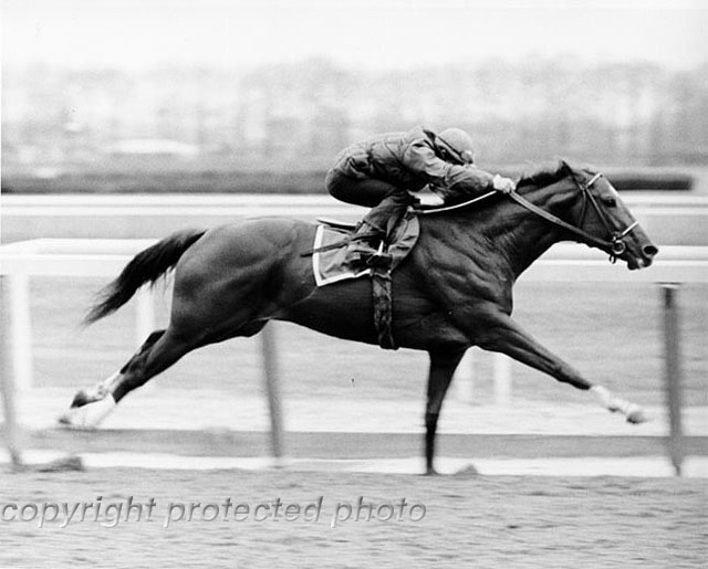 The World of Horses: Secretariat