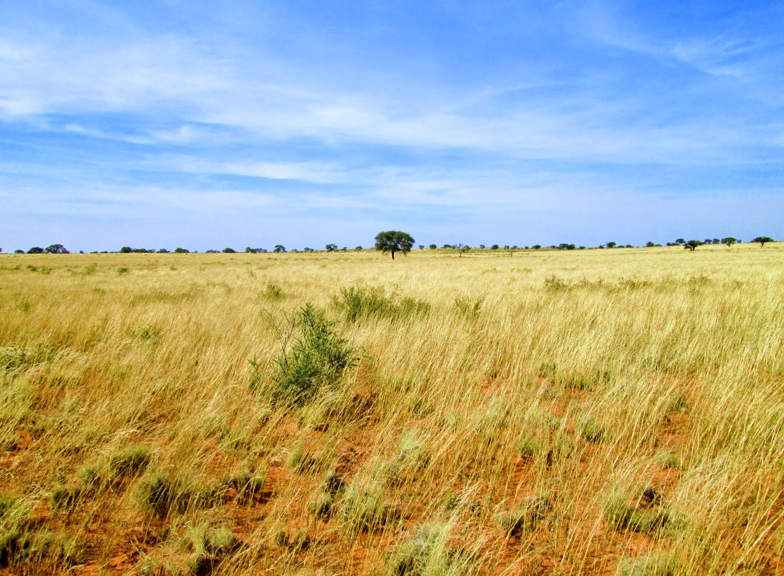The Great Wildebeest Migration: Khomani San Living Museum