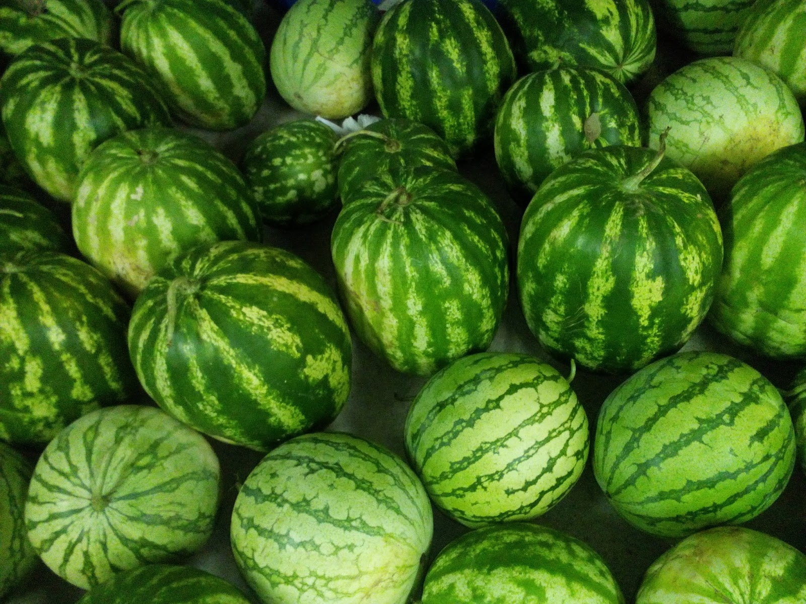 Subsecretaría de Defensa al Consumidor - Formosa: PARTIDA DE SANDÍAS ...