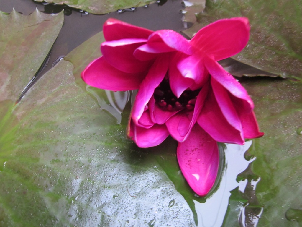 Water Lilly (Aambal) | KERALA NATURE AND AYURVEDA
