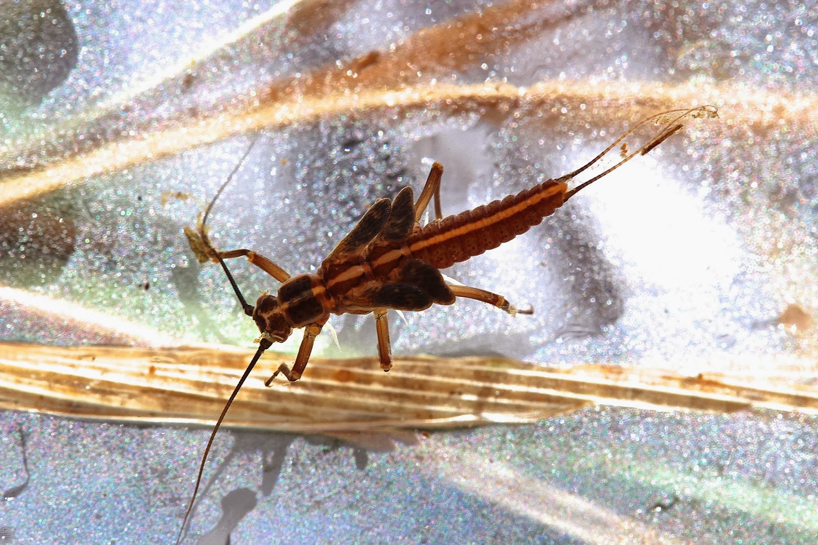 Aquatic Insects of Central Virginia: January 2014