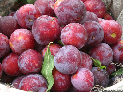 Dhelta Jual Bibit Buah: Plum merah dataran rendah
