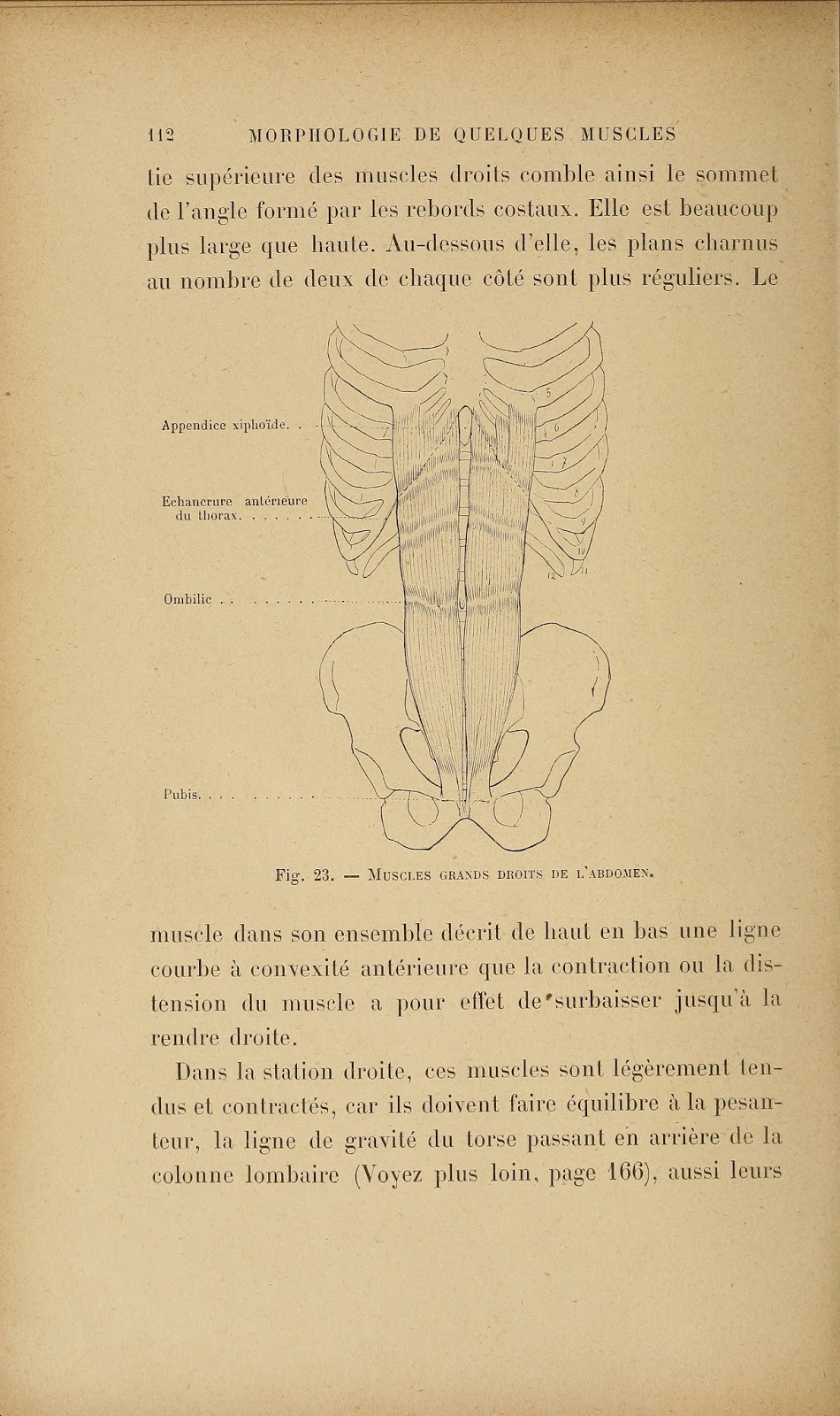 Research of Artistic Anatomy: Paul Richer “Physiologie artistique de l ...