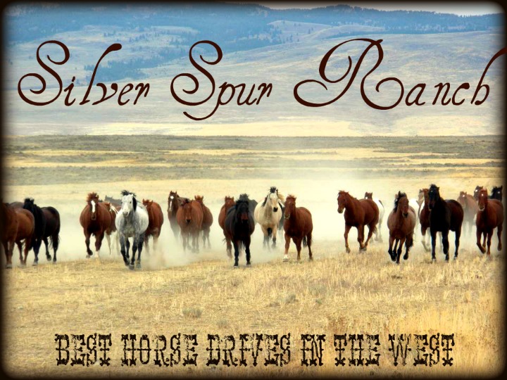 Silver Spur Ranch Horse Drives {A Real Cowboys Working Ranch Vacation}