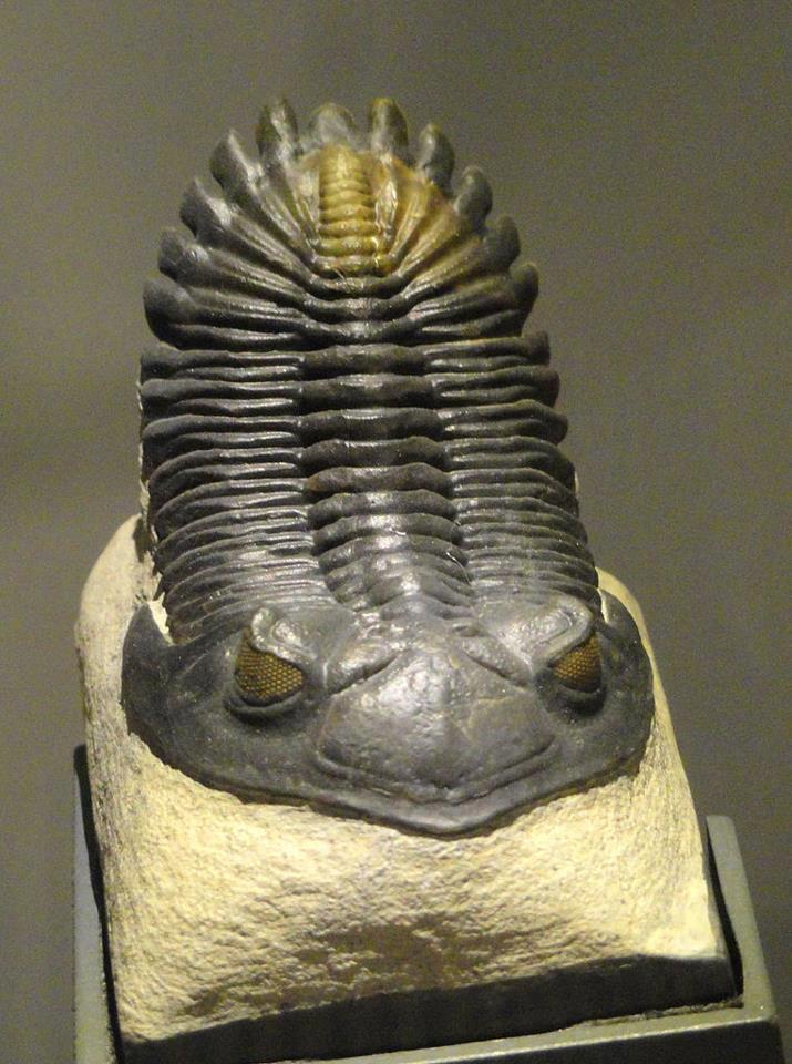 Expectacular World: Trilobites and Crystalline eyes
