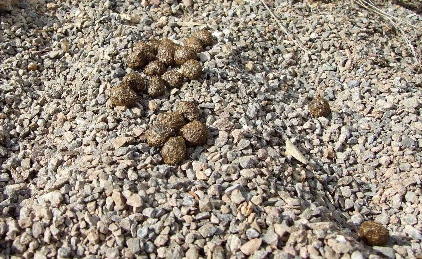 Clave de Excrementos