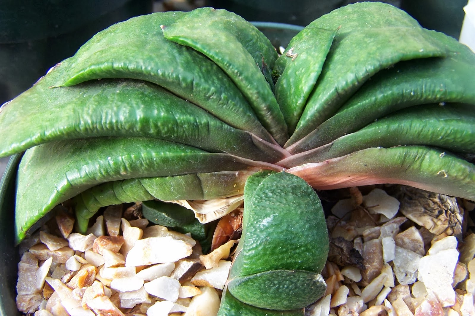 Oregon Cactus Blog: Gasteria armstrongii