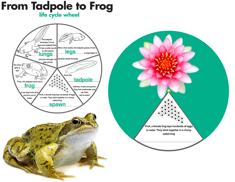 E is for Explore!: From Tadpole to Frog