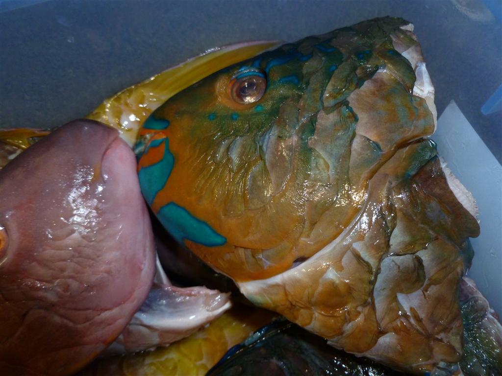 Guam Firehouse Cook: Baked Reef Fish the Island Way