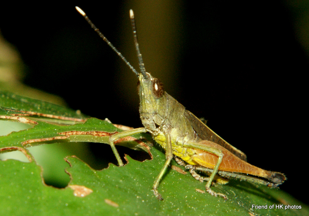 Photographic Wildlife Stories in UK/Hong Kong: Grasshopper Season