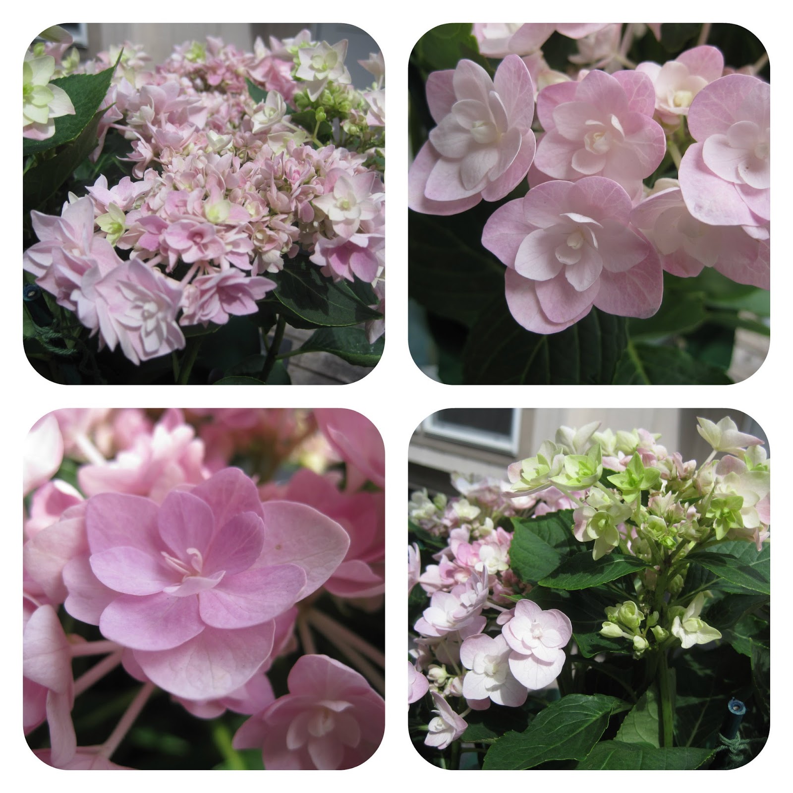 Scene Through My Eyes: Mosaic Monday - Hydrangeas