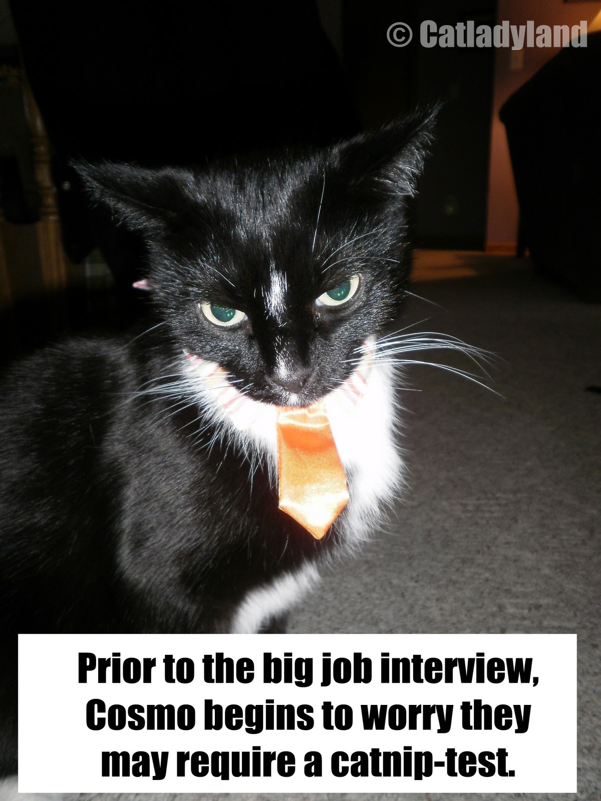 Catladyland: Cats are Funny: Catnip-Testing Anxiety