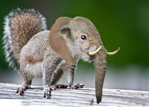 Showreel By Mahender Rana: Photoshop Random (Animal Morphing)