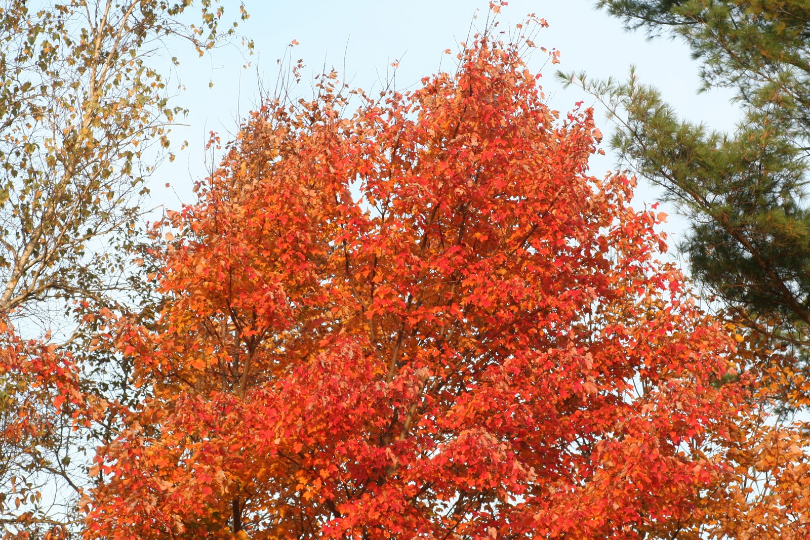 Types of maple trees in maine - teensrilly