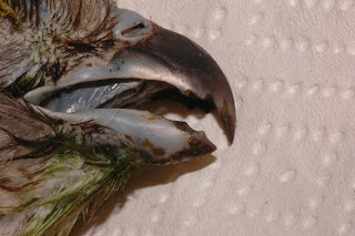 The Nature of Robertson: July 2011