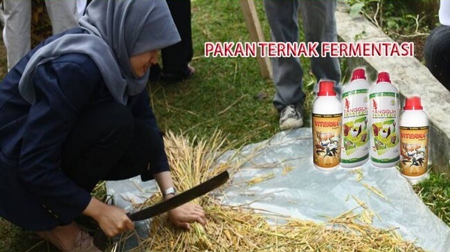 Deddy Alfianto: Fermentasi jerami padi untuk pakan sapi
