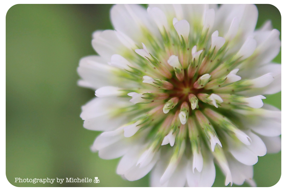 Photography by Michelle: In The Clover..